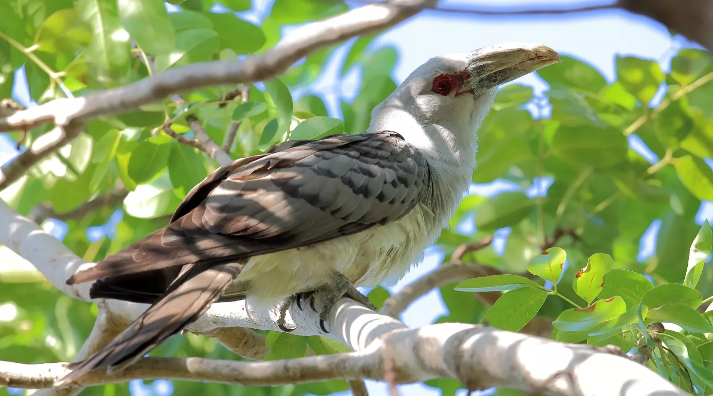 'Stop. Sit. Listen. Look': The rare finds in our backyard - Randwick ...